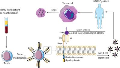 Frontiers | Recent advances and future perspectives of CAR-T cell therapy in head and neck cancer